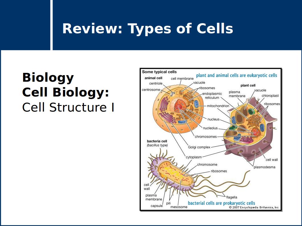 Cell Biology: Cell Structure I | MSTLTT